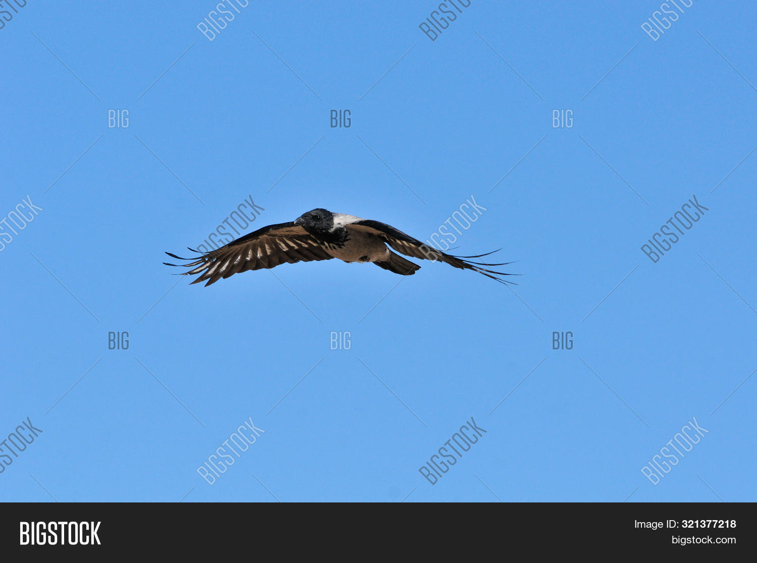 Young Hooded Crow Image & Photo (Free Trial) | Bigstock