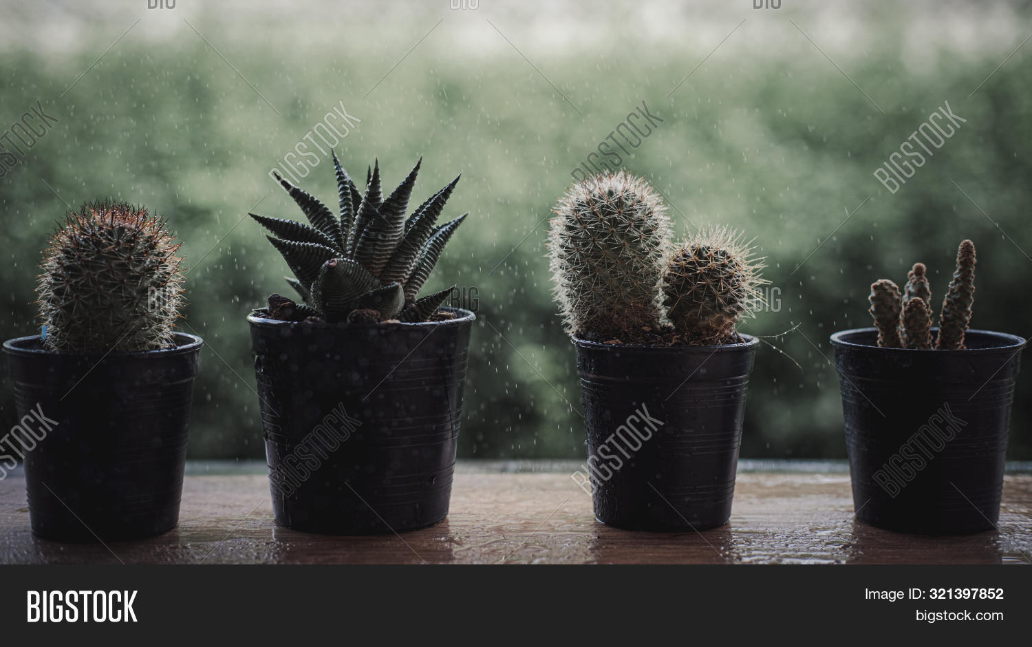 Dry Cactus Spray By Image & Photo (Free Trial) | Bigstock