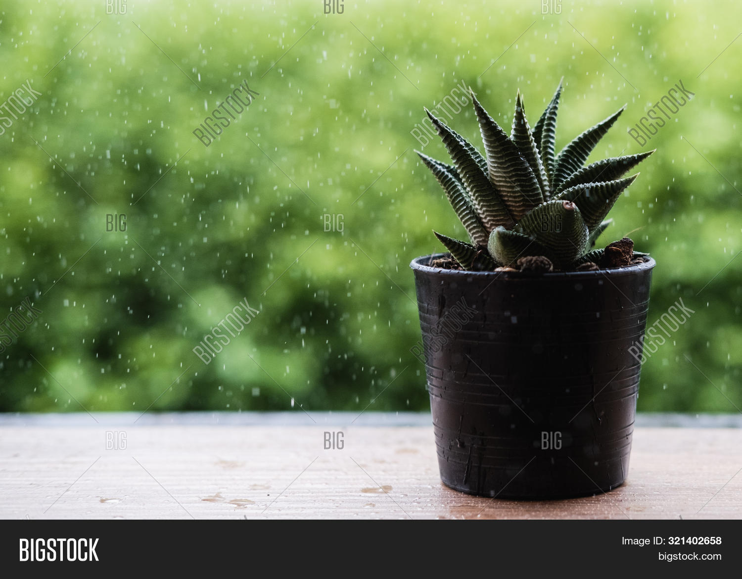 Dry Cactus Spray By Image & Photo (Free Trial) | Bigstock