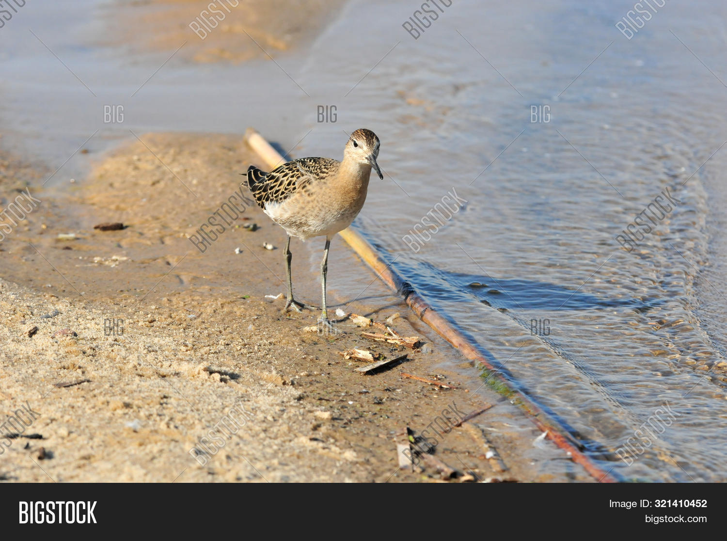 Sandpiper Bird Walks Image & Photo (Free Trial) | Bigstock