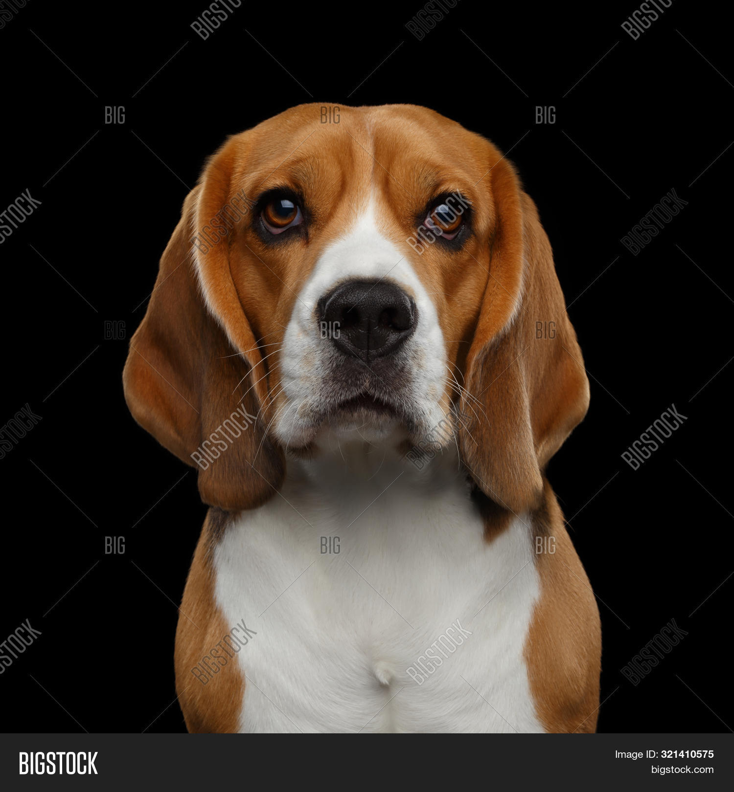 Beagle Purebred Dog Image & Photo (Free Trial) | Bigstock