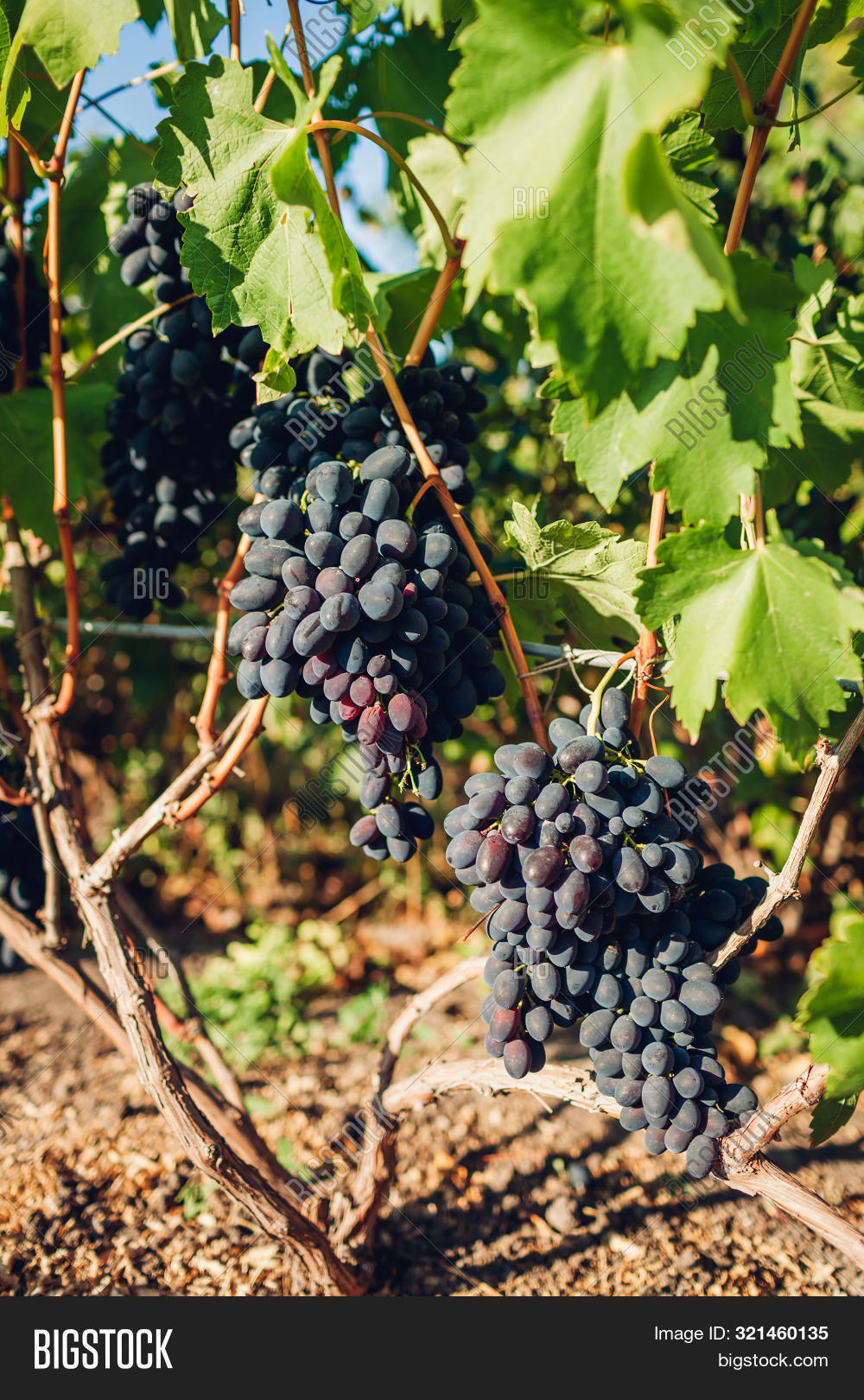 Crop Table Grapes On Image & Photo (Free Trial) | Bigstock