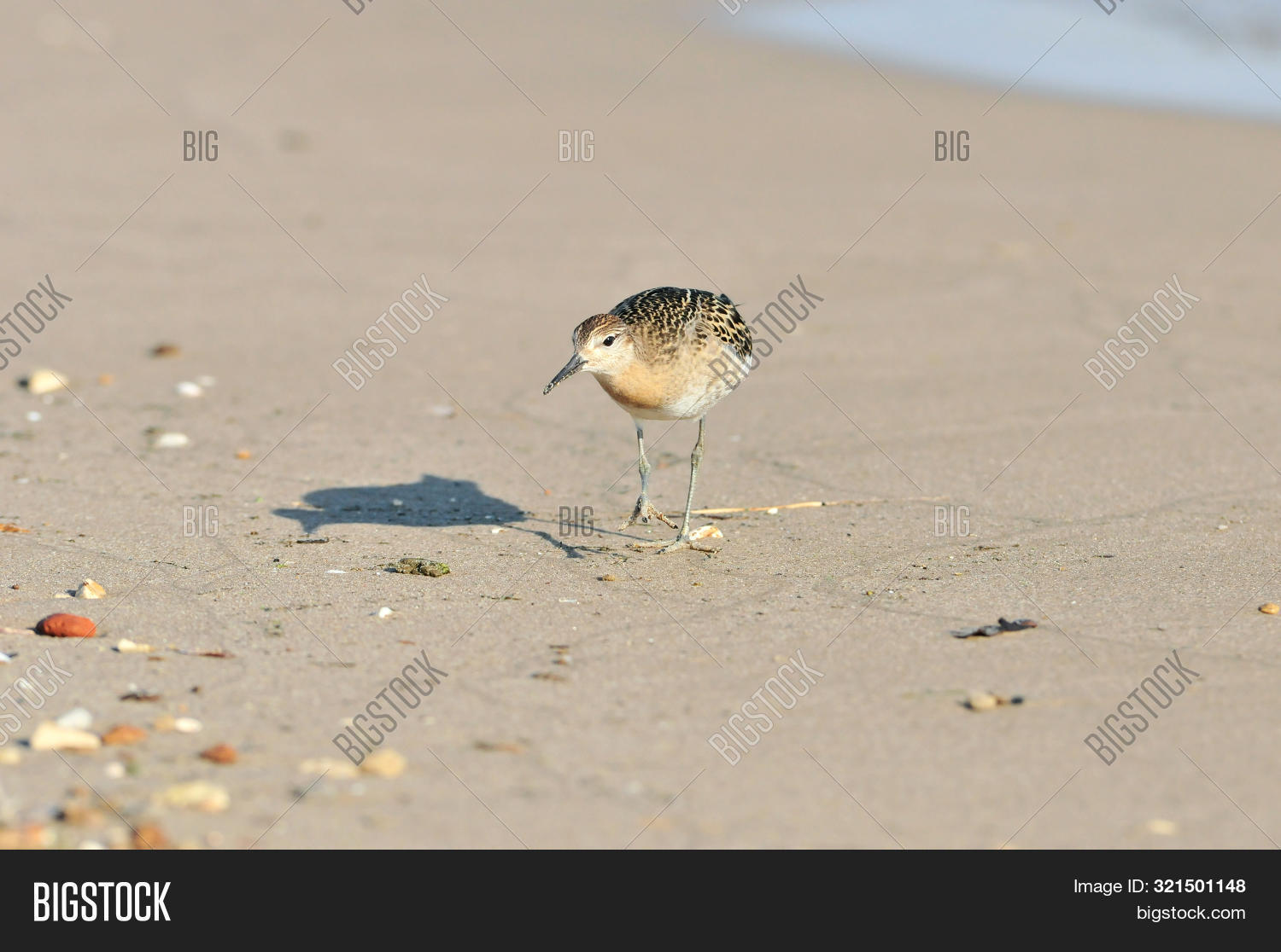 Sandpiper Bird Walks Image & Photo (Free Trial) | Bigstock
