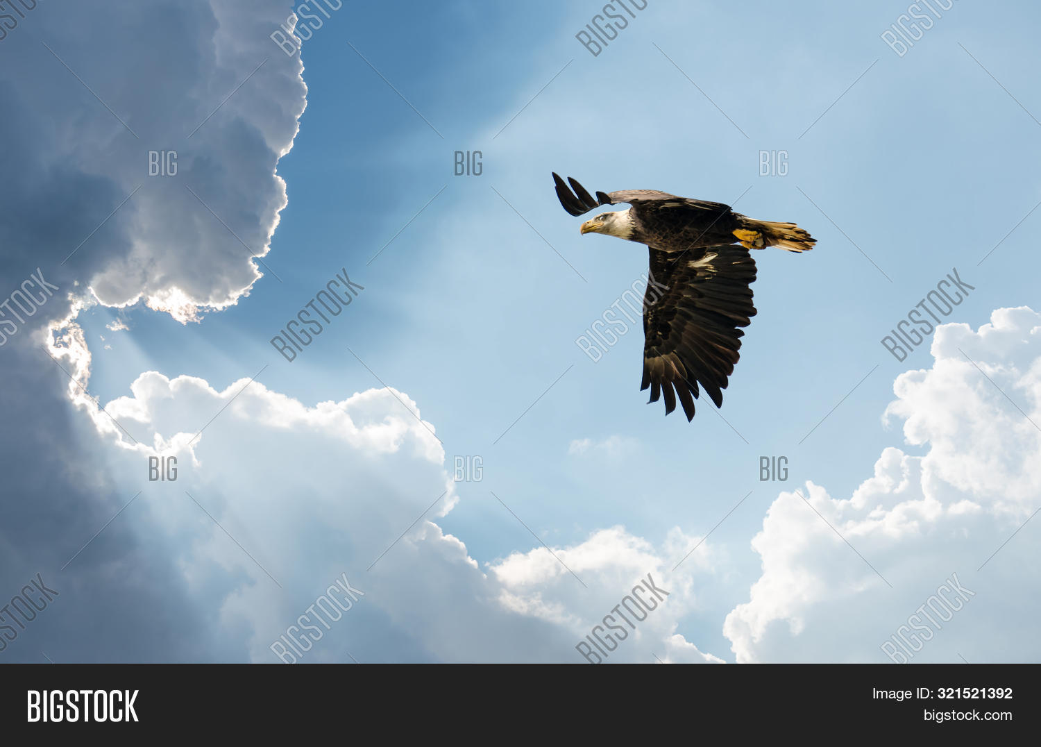 Bald Eagle Soaring Image & Photo (Free Trial) | Bigstock