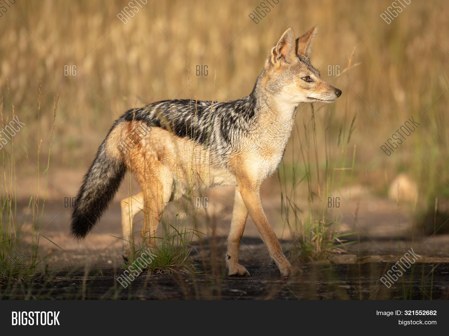 Black-backed Jackal Image & Photo (Free Trial) | Bigstock