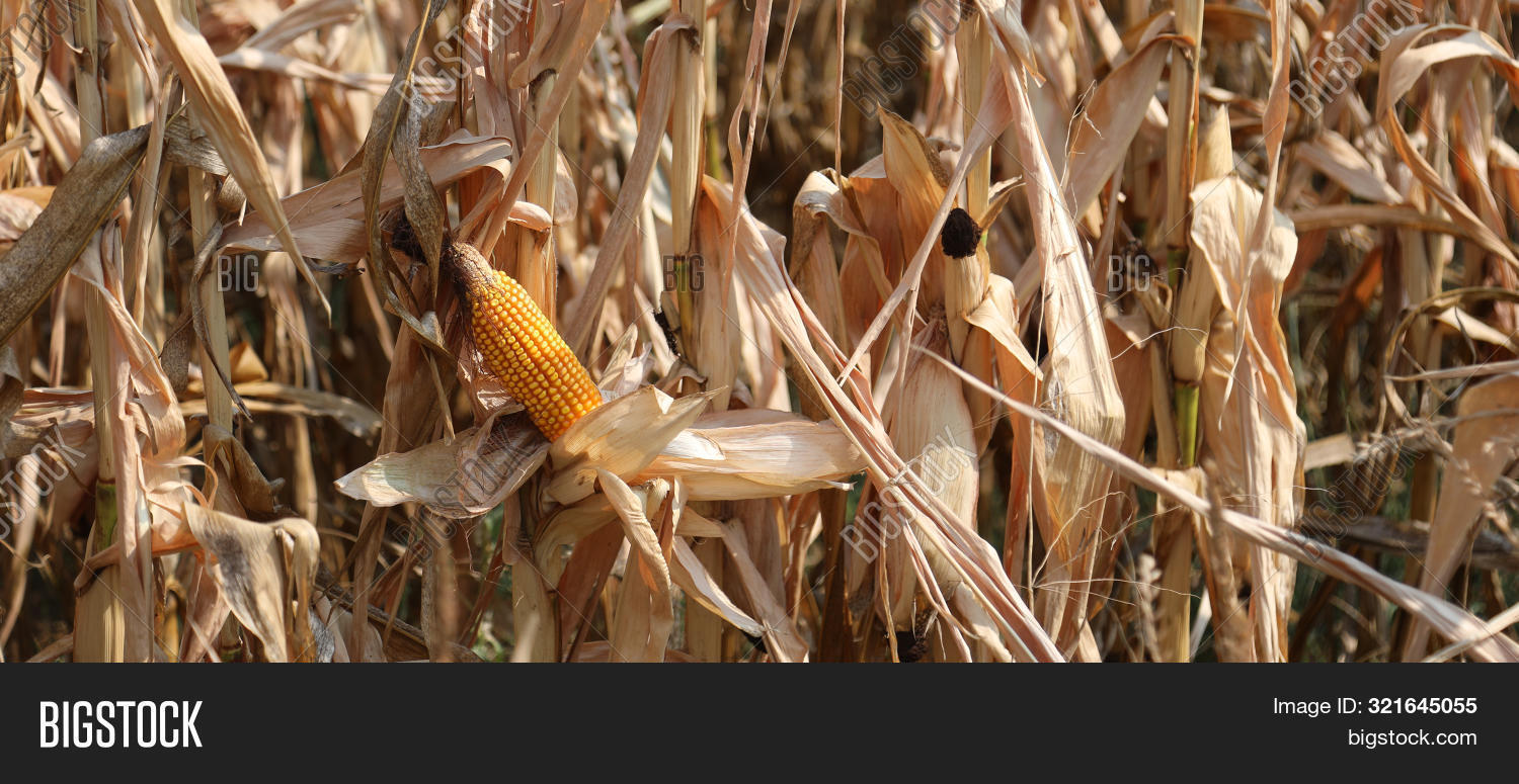Cultivated Field Maize Image & Photo (Free Trial) | Bigstock