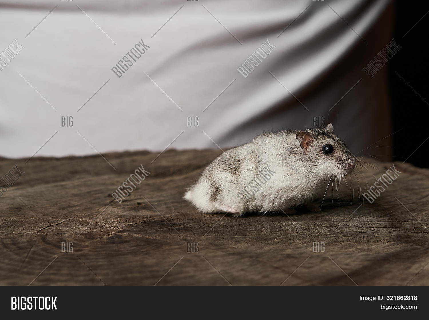 Small Domestic Hamster Image & Photo (Free Trial) | Bigstock