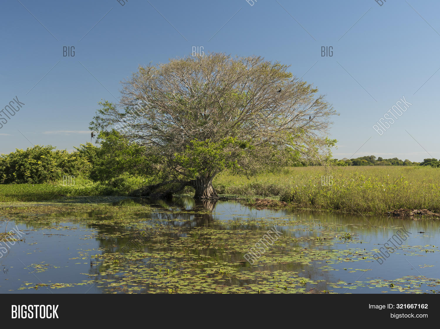 Wetland Tree Water Image & Photo (Free Trial) | Bigstock