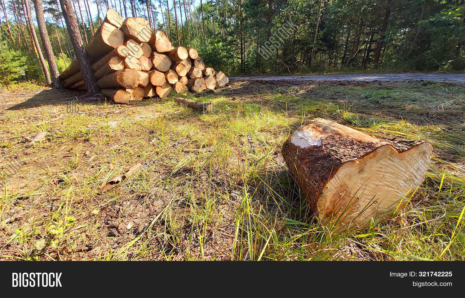 Stack Logs Pine Forest Image & Photo (Free Trial) | Bigstock