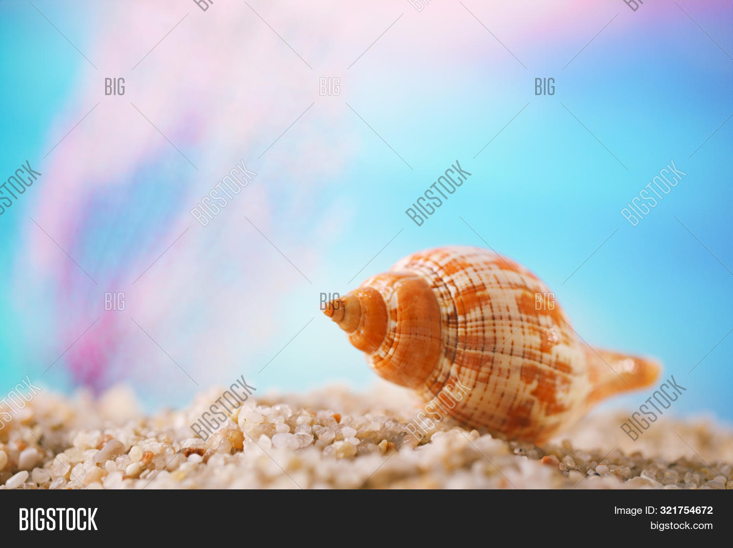 Tropical Seashell Sea Image & Photo (Free Trial) | Bigstock