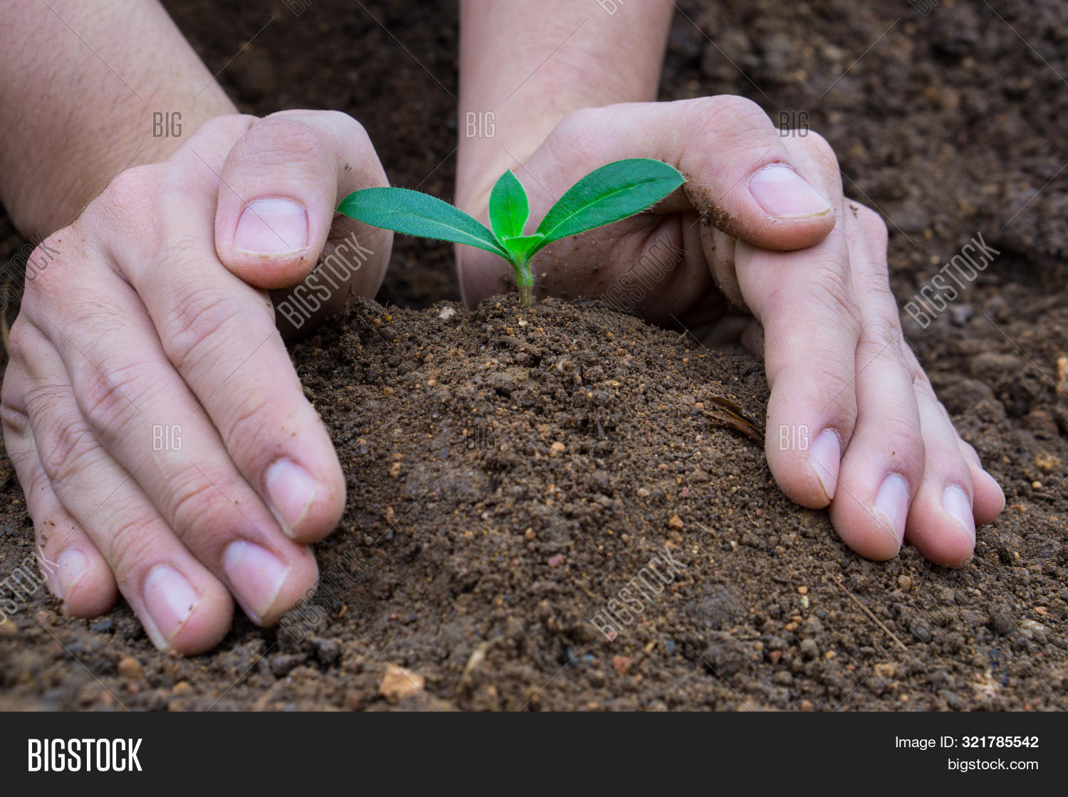 Close Hand Planting Image & Photo (Free Trial) | Bigstock