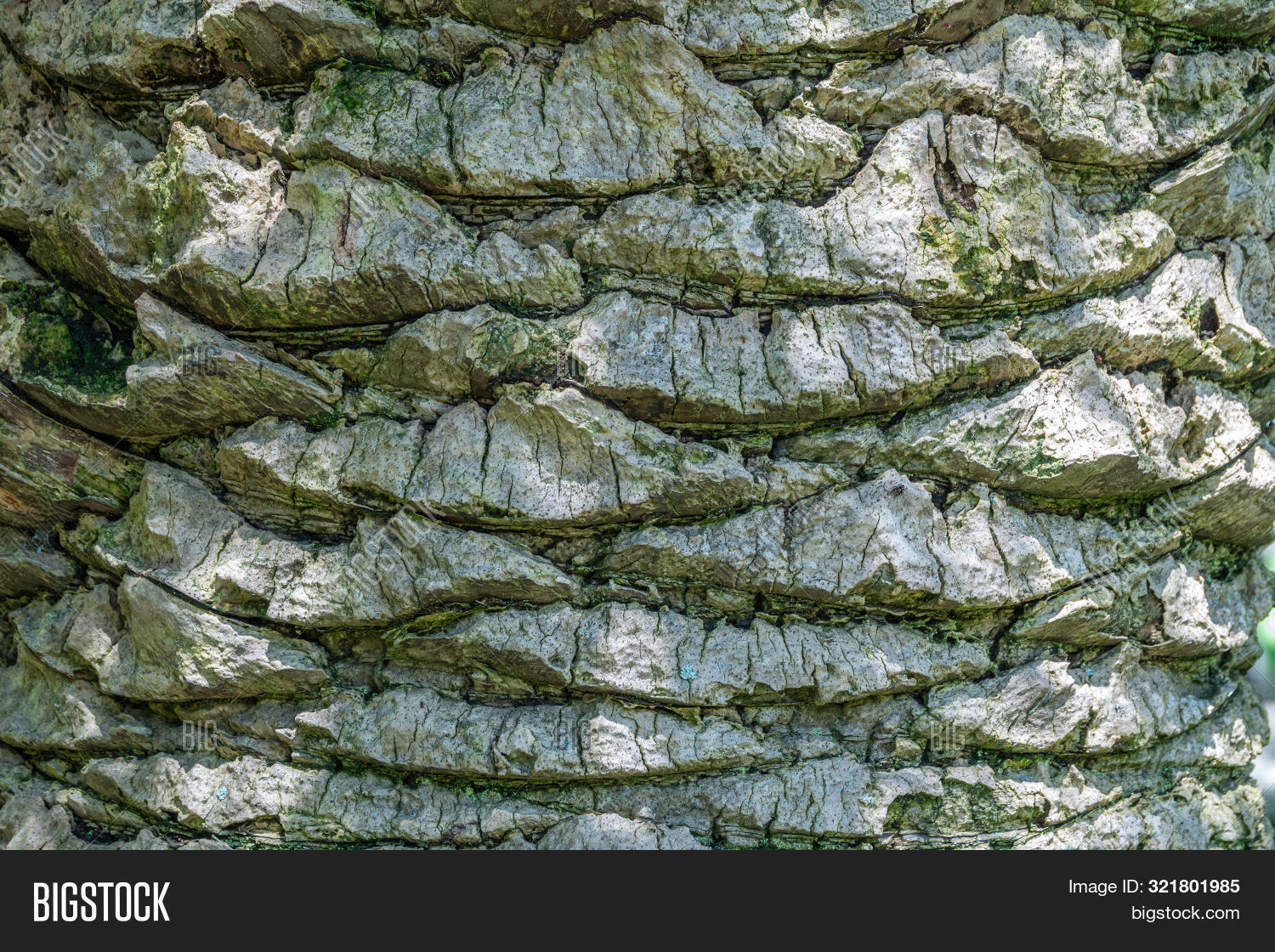 Large Trunk Palm Tree Image & Photo (Free Trial) | Bigstock