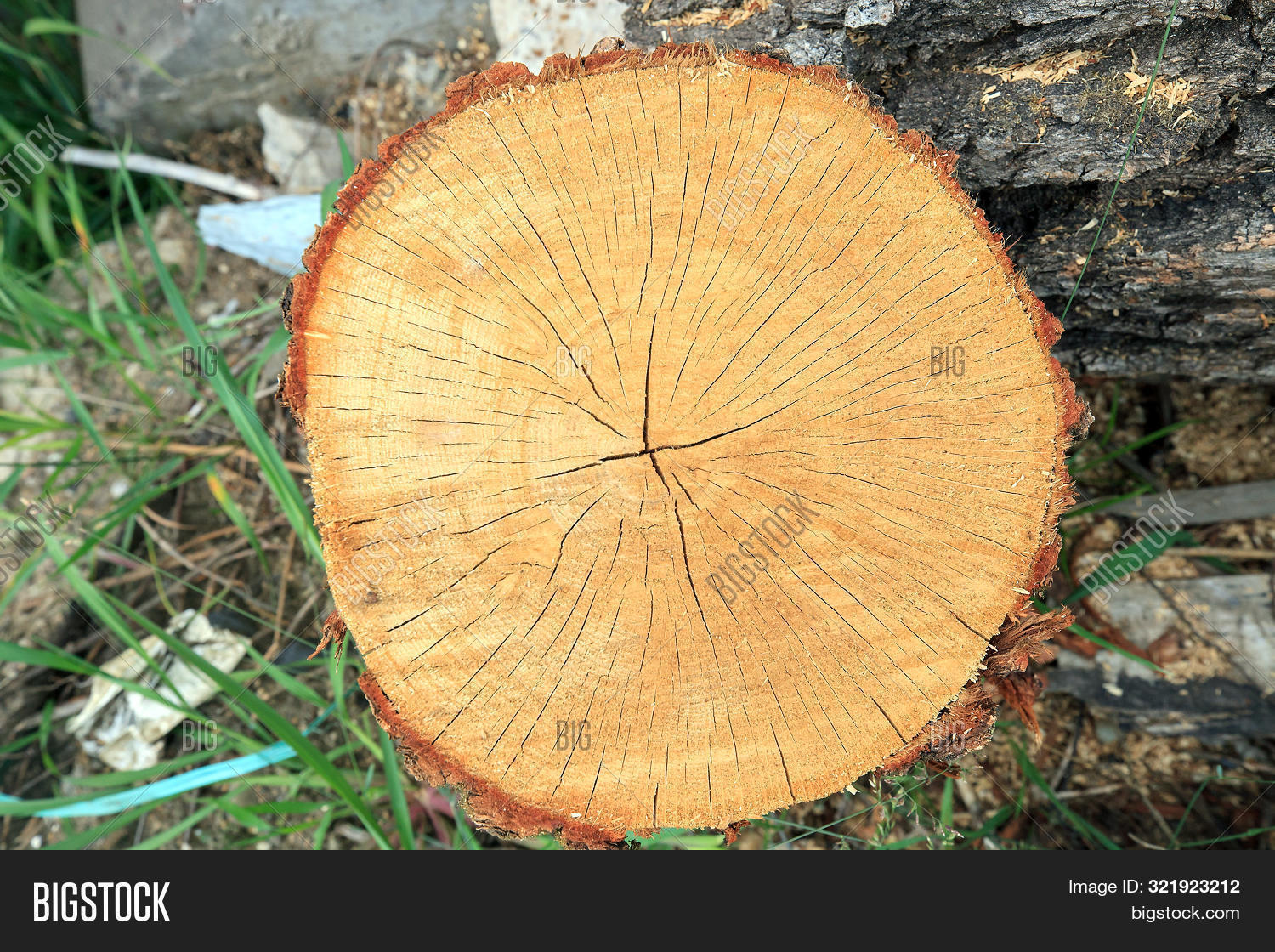 Cut Tree Annual Ring. Image & Photo (Free Trial) | Bigstock