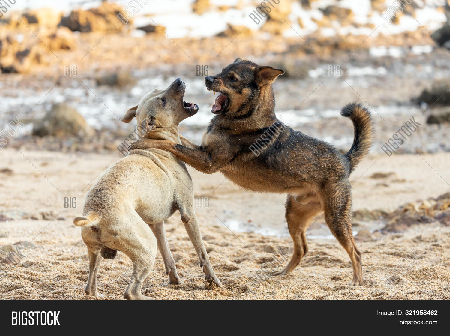 Is It Ok For Dogs To Play Fight
