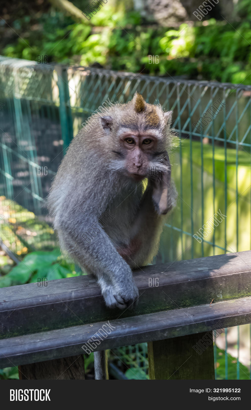 Wild Monkey Seats On Image & Photo (Free Trial) | Bigstock