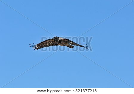 Young Hooded Crow Image & Photo (Free Trial) | Bigstock