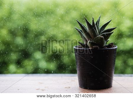 Dry Cactus Spray By Image & Photo (Free Trial) | Bigstock
