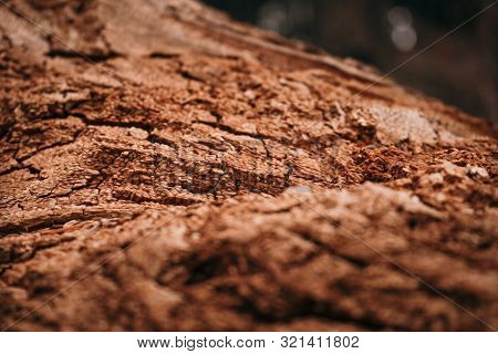 Old Dry Rotten Tree Image & Photo (Free Trial) | Bigstock