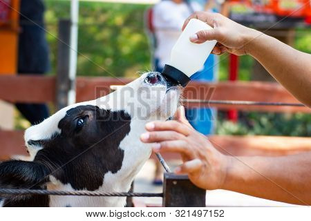 Closeup - Baby Cow Image & Photo (Free Trial) | Bigstock