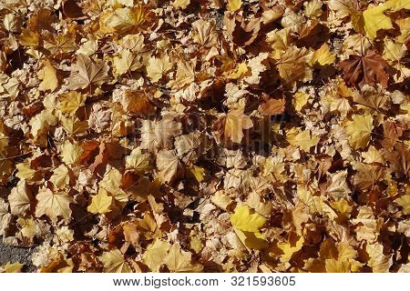 Decaying Leaves Maple Image & Photo (Free Trial) | Bigstock