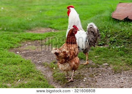 Poultry Farming. Image & Photo (Free Trial) | Bigstock