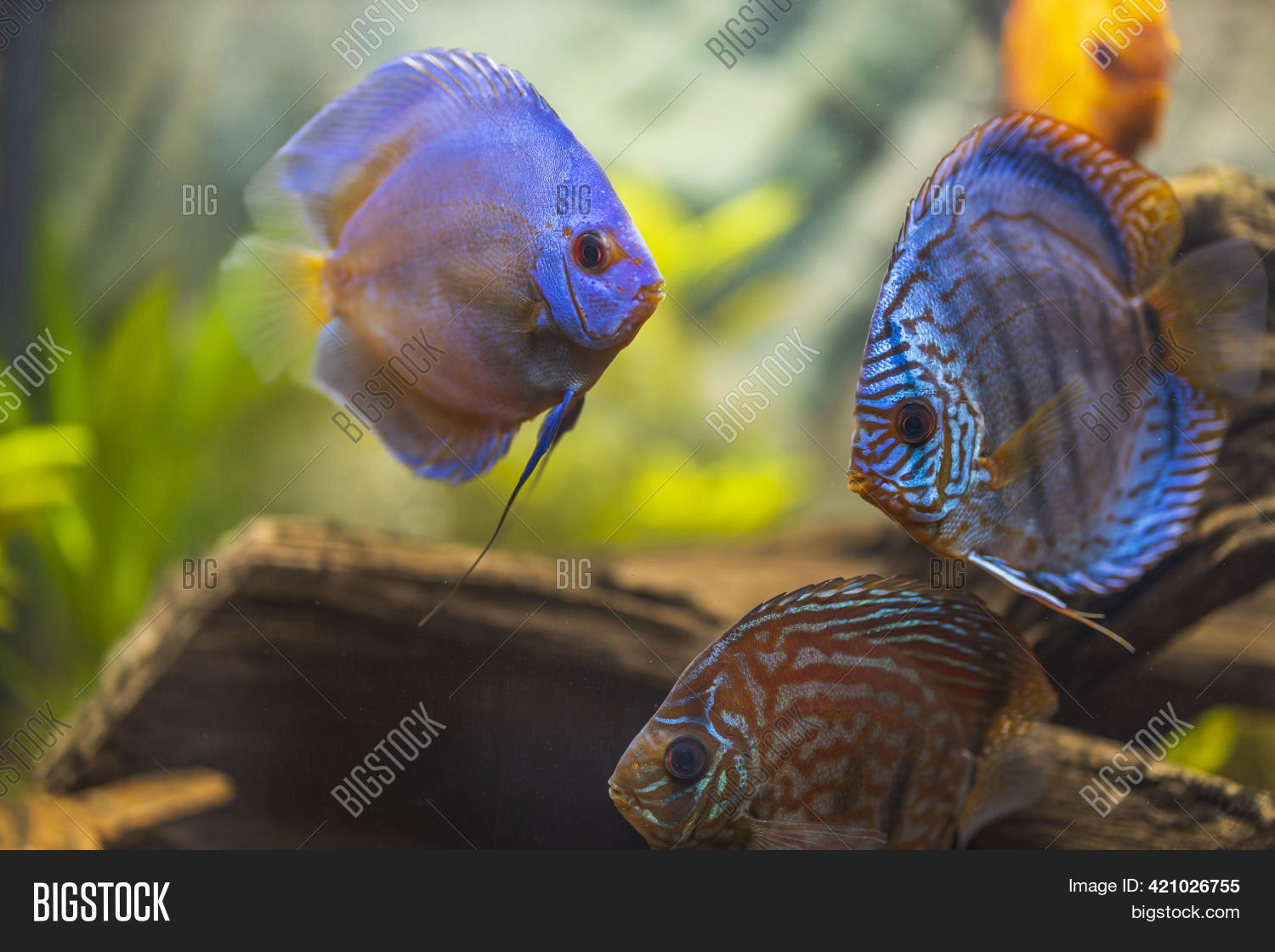 View Discus Fish Image & Photo (Free Trial) | Bigstock