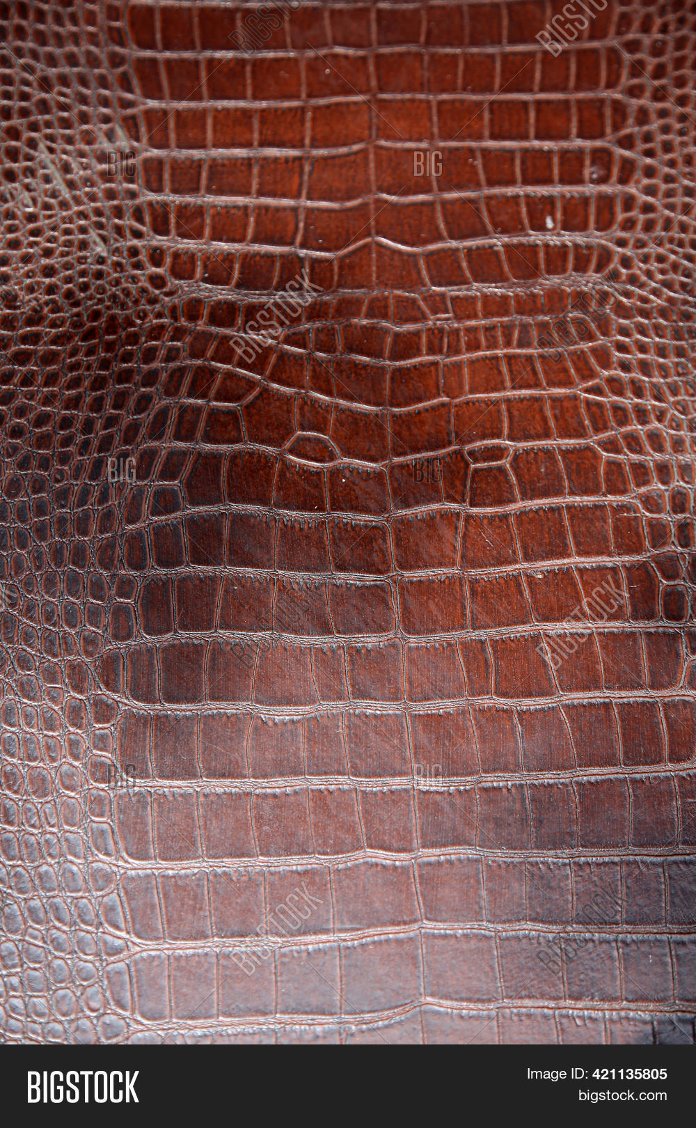 Alligator Skin. Image & Photo (Free Trial) | Bigstock