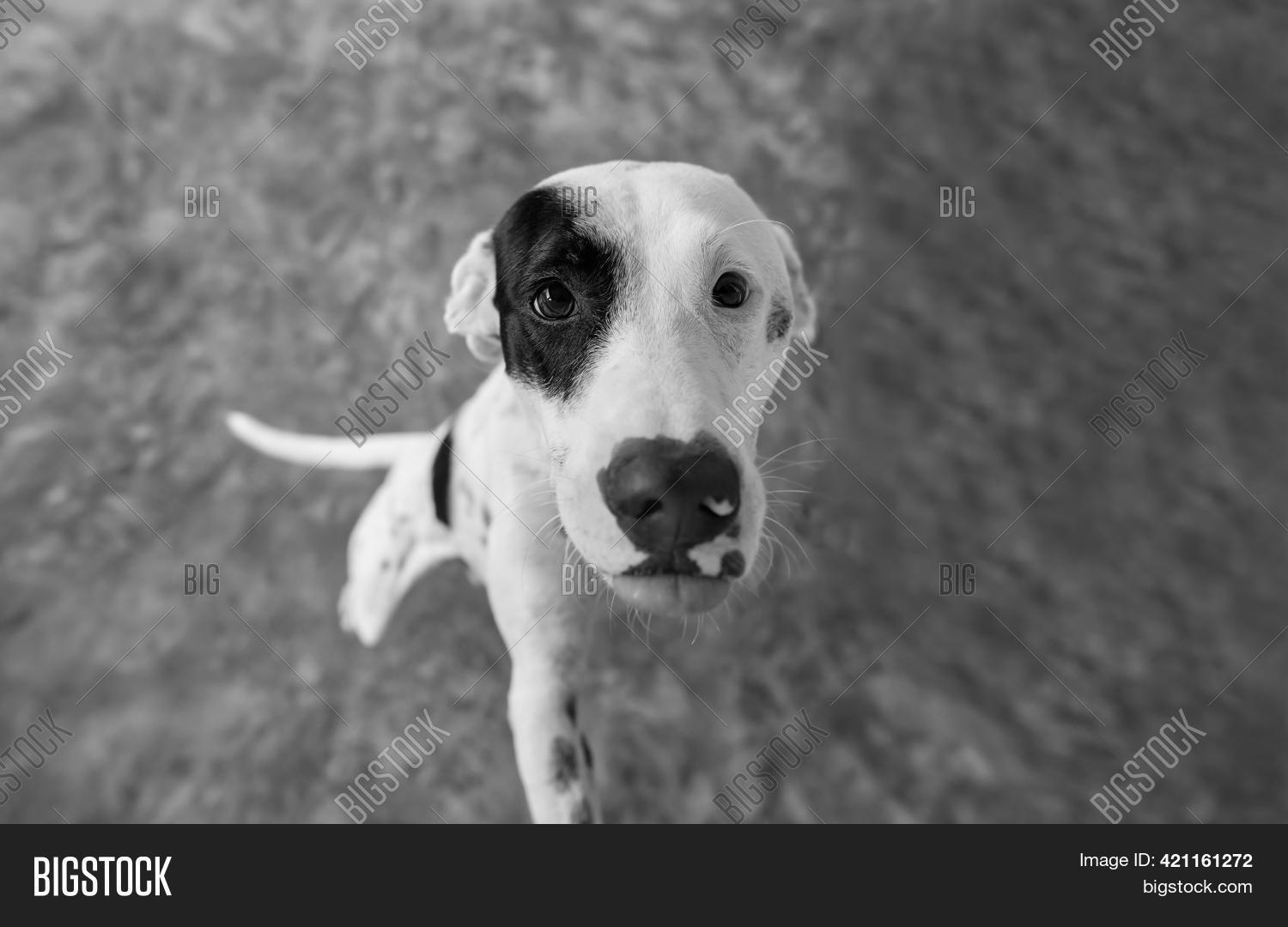 Curious Dog Looking Image & Photo (Free Trial) | Bigstock
