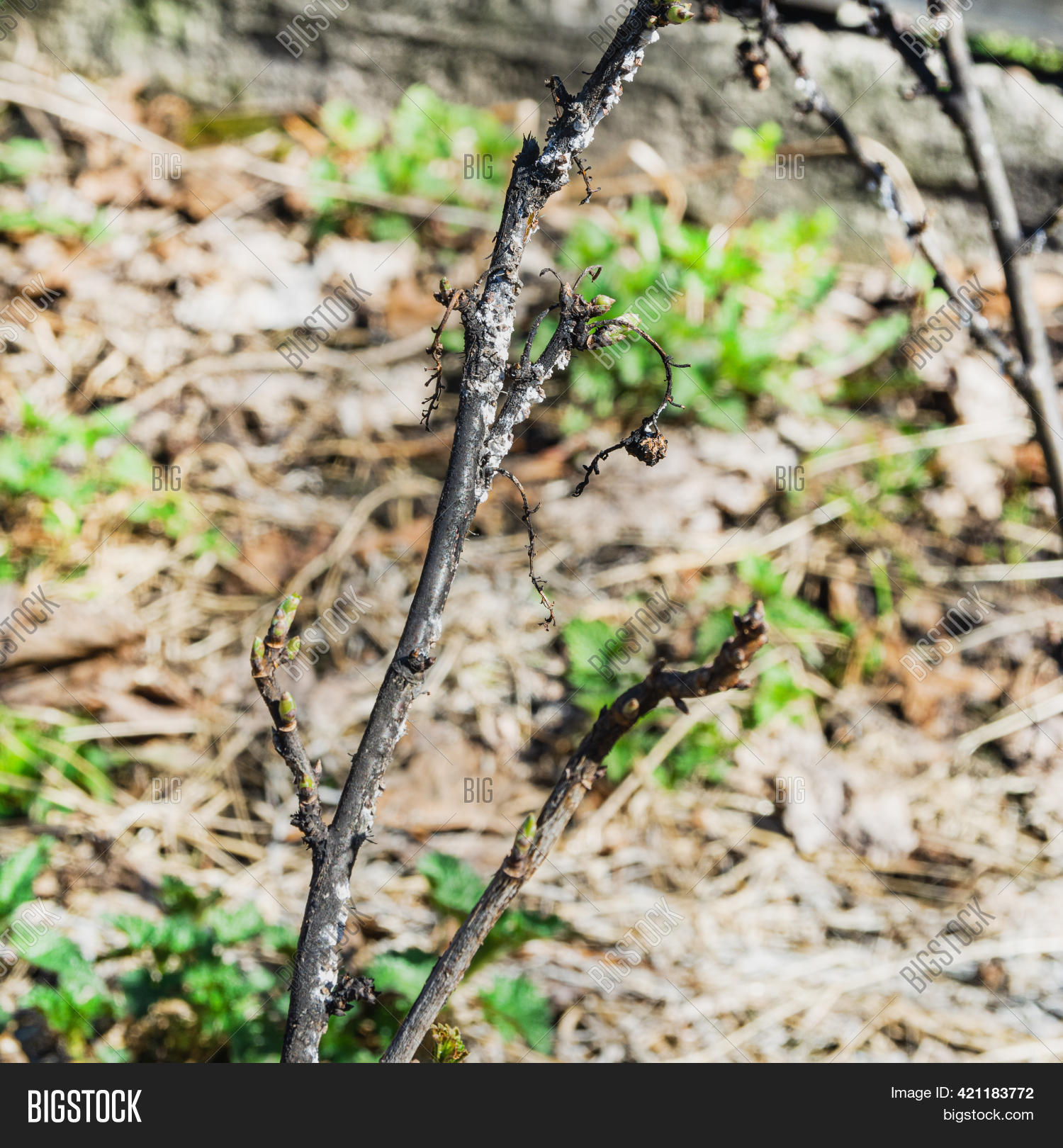 Sick Currant Bush. Red Image & Photo (Free Trial) | Bigstock