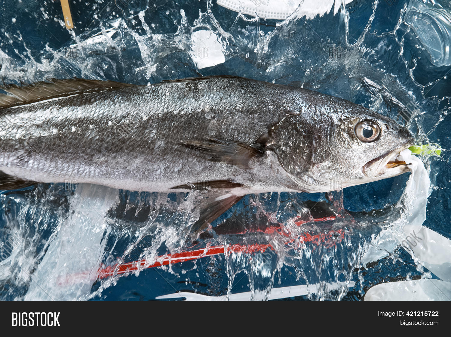Falling Sea Fish Image & Photo (Free Trial) | Bigstock