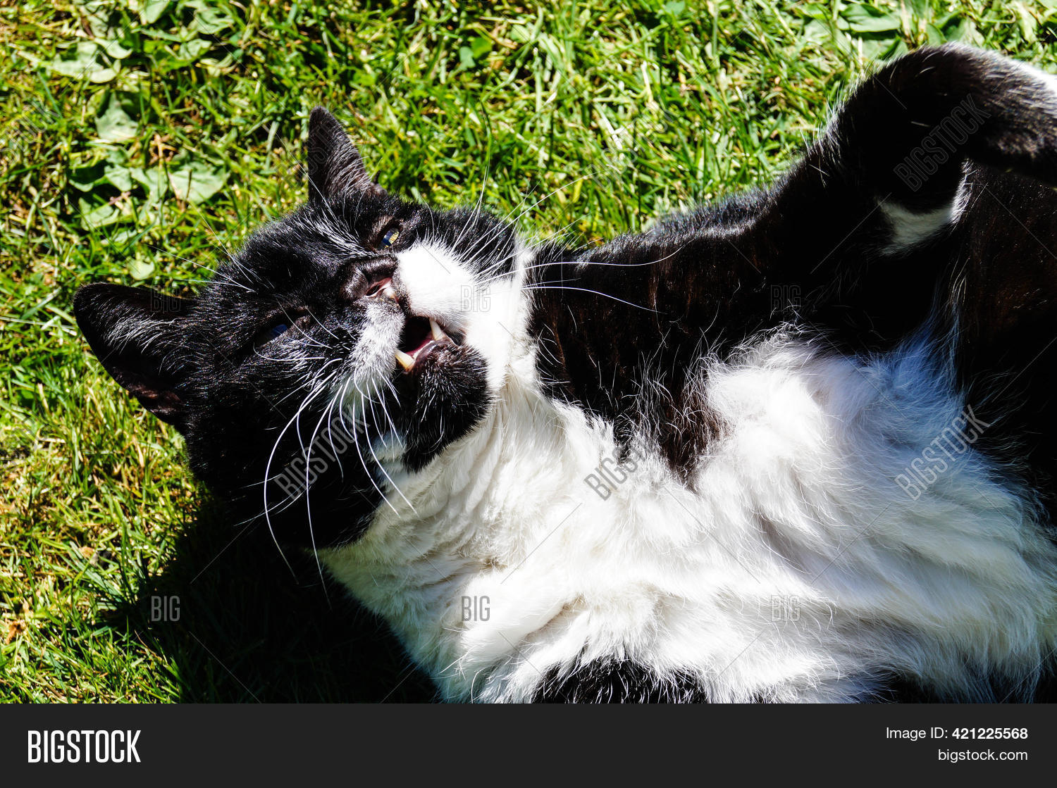 Black White Tomcat No Image & Photo (Free Trial) | Bigstock