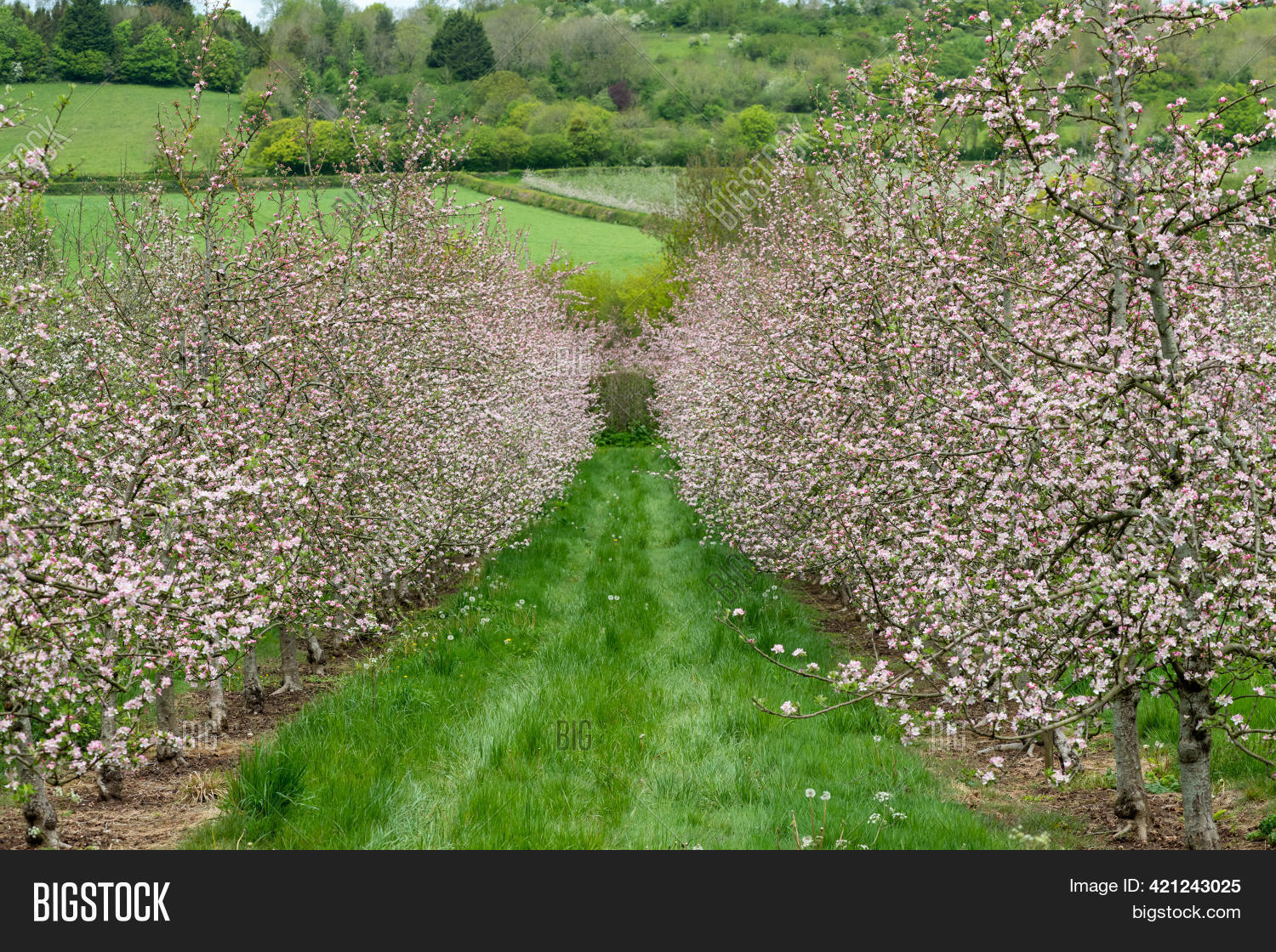 Two Rows Apple Trees Image & Photo (Free Trial) | Bigstock