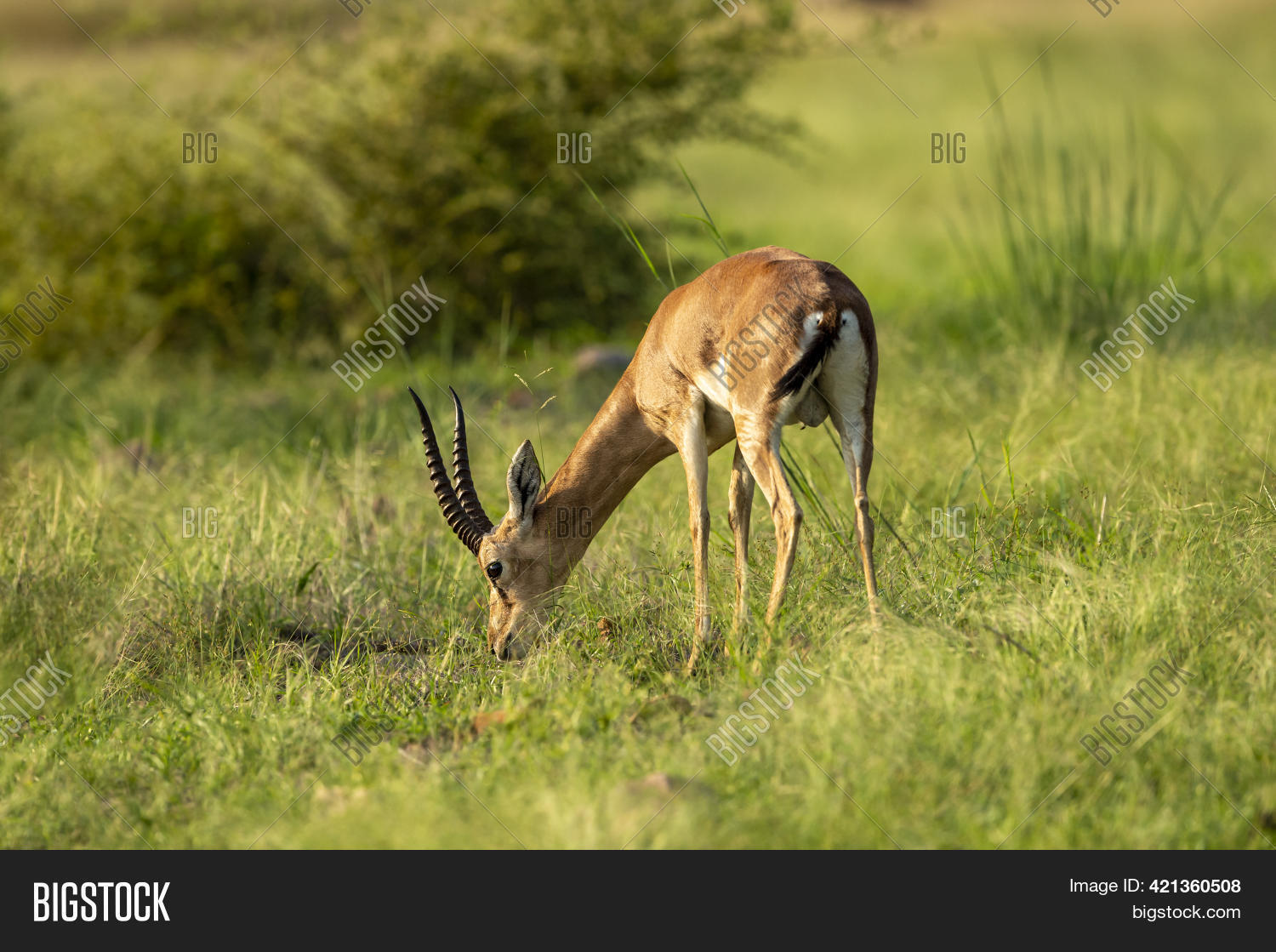 Chinkara Indian Image & Photo (Free Trial) | Bigstock