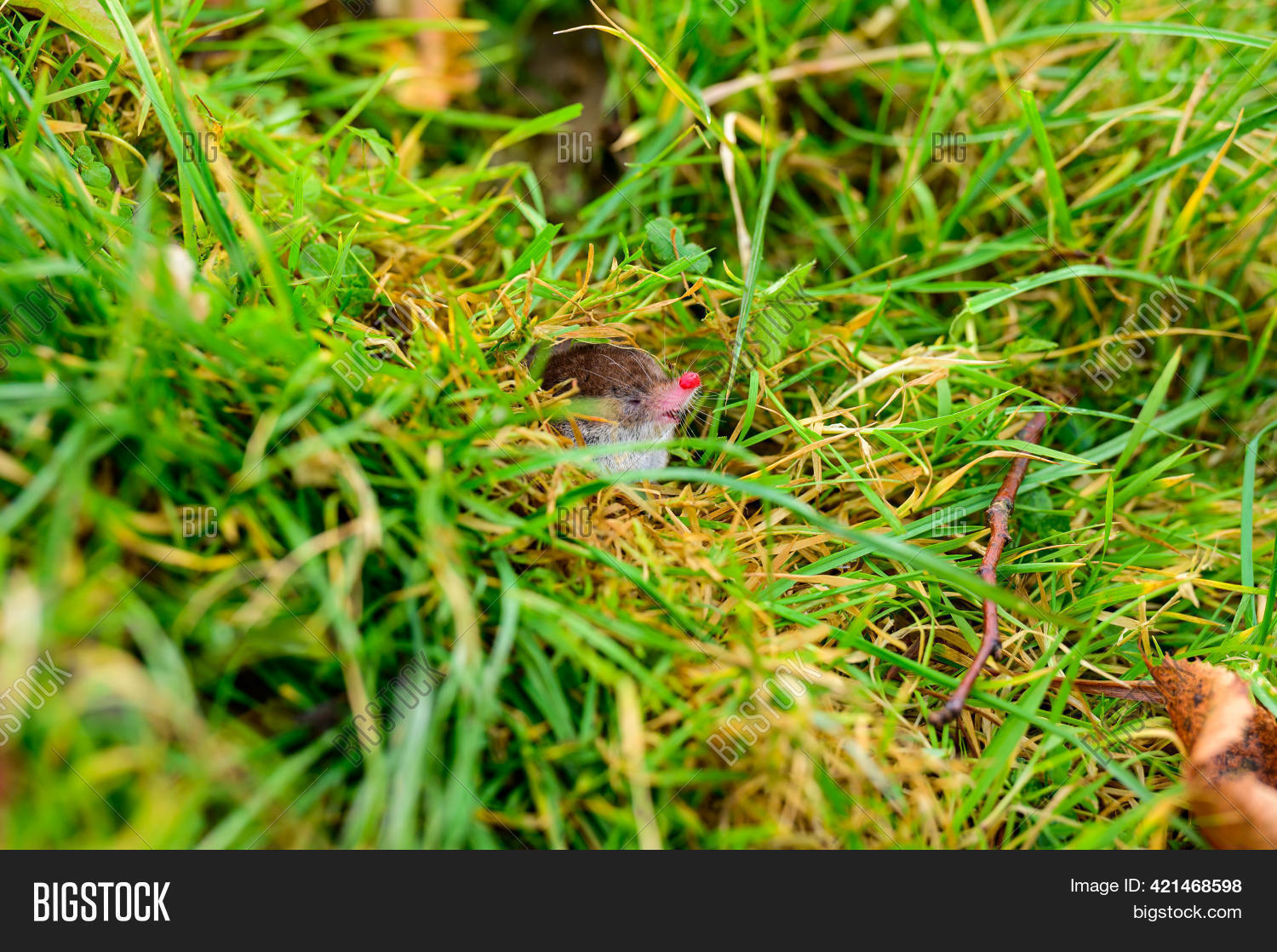 Small Gray Mole Image & Photo (Free Trial) | Bigstock