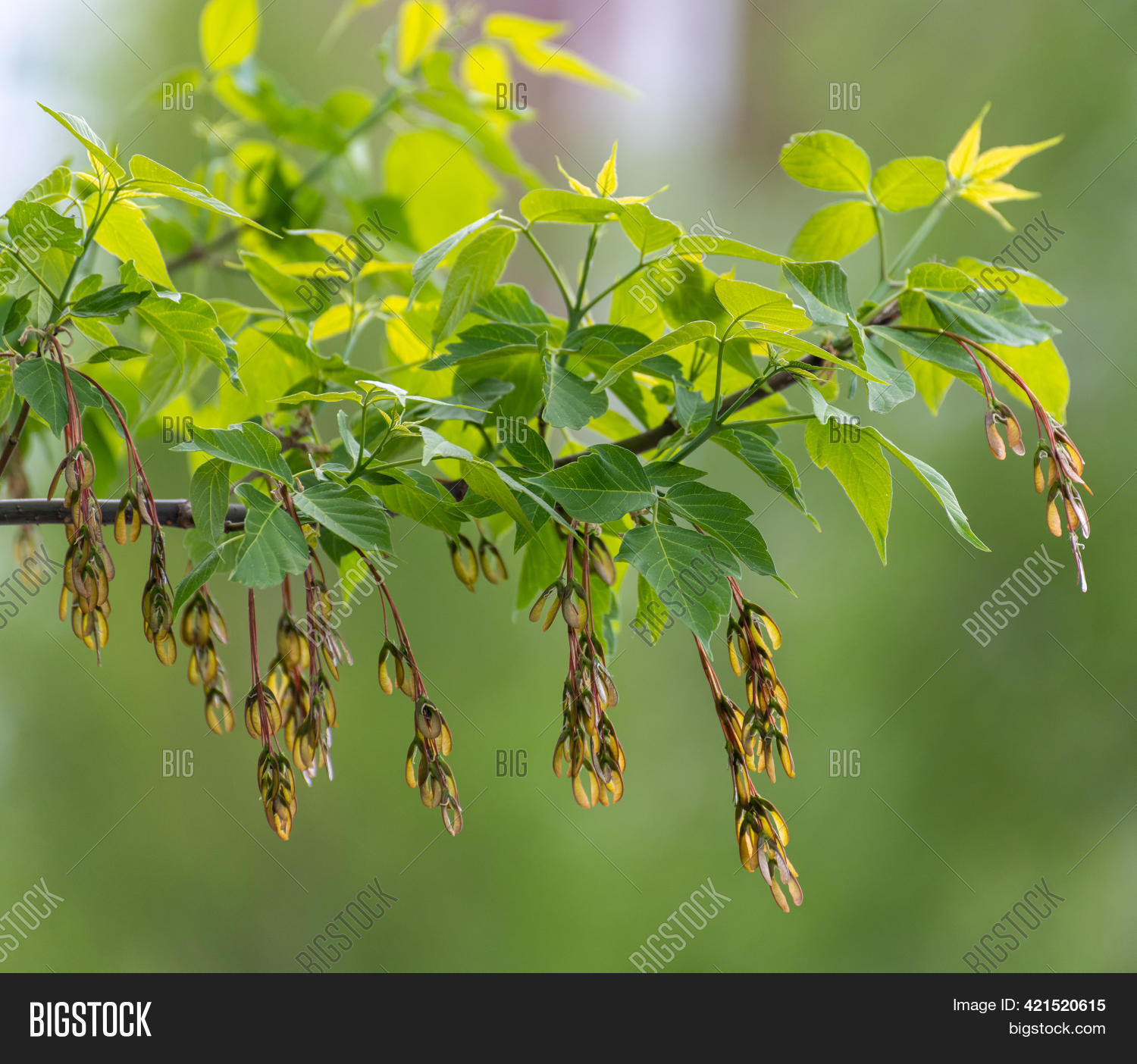Ash-leaved Maple Twig Image & Photo (Free Trial) | Bigstock