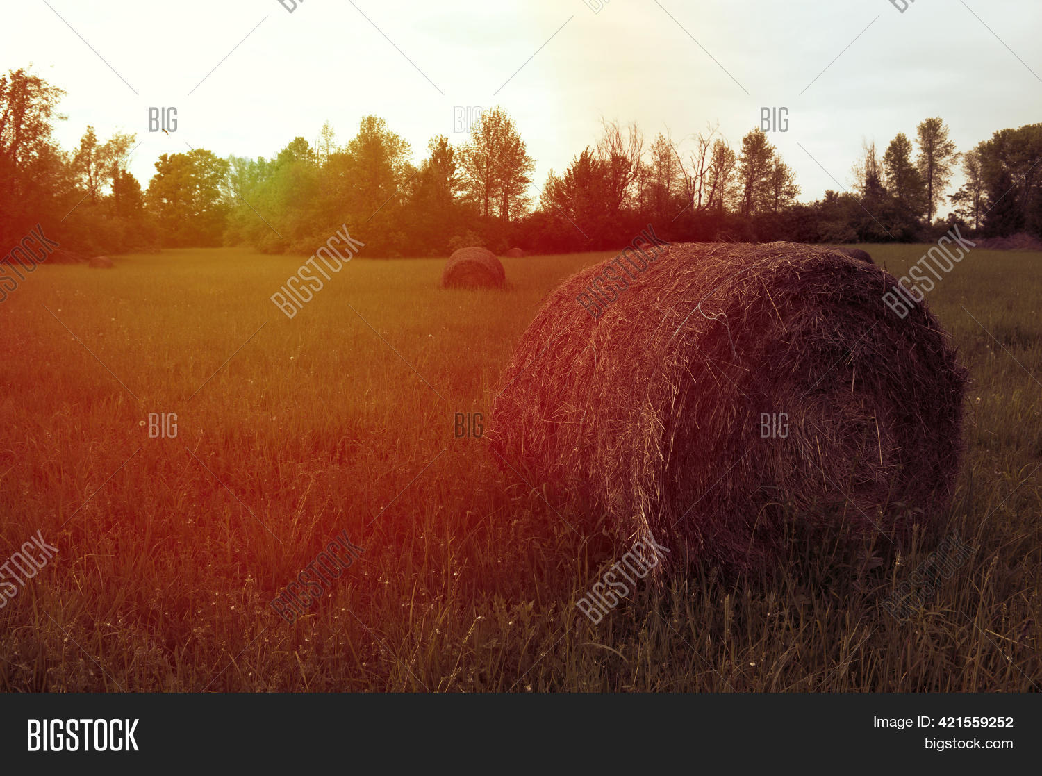 Farmers Field Hay Image & Photo (Free Trial) | Bigstock