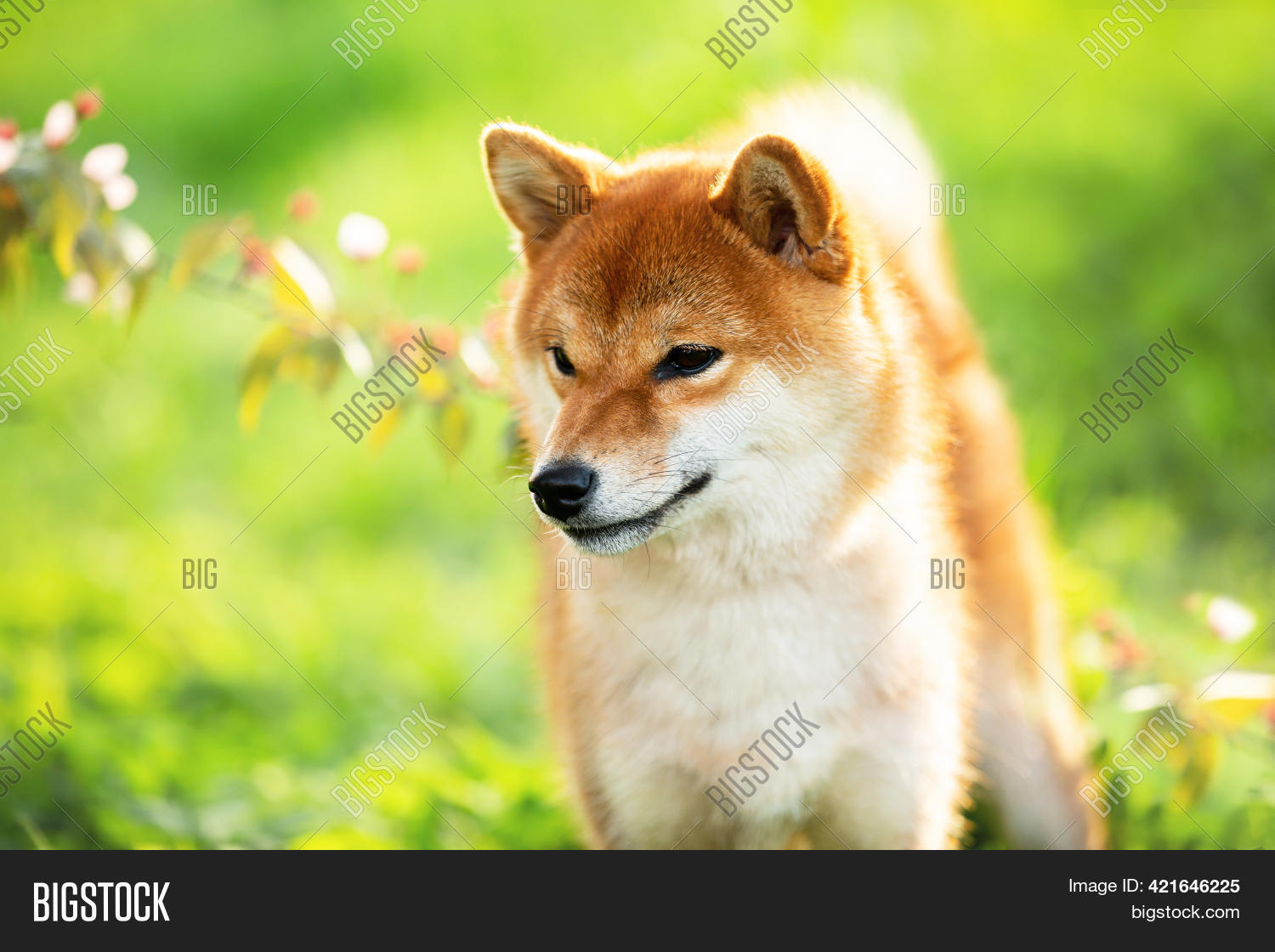 Beautiful Red Shiba Image & Photo (Free Trial) | Bigstock