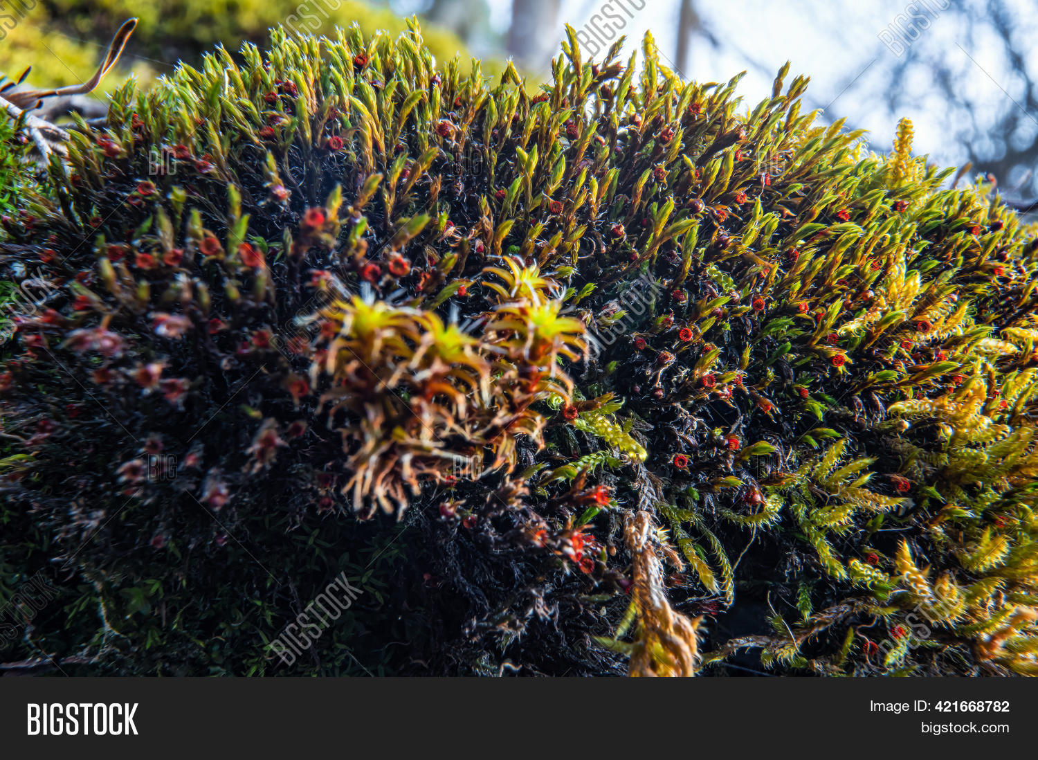 Fine Green Red Moss Image & Photo (Free Trial) | Bigstock