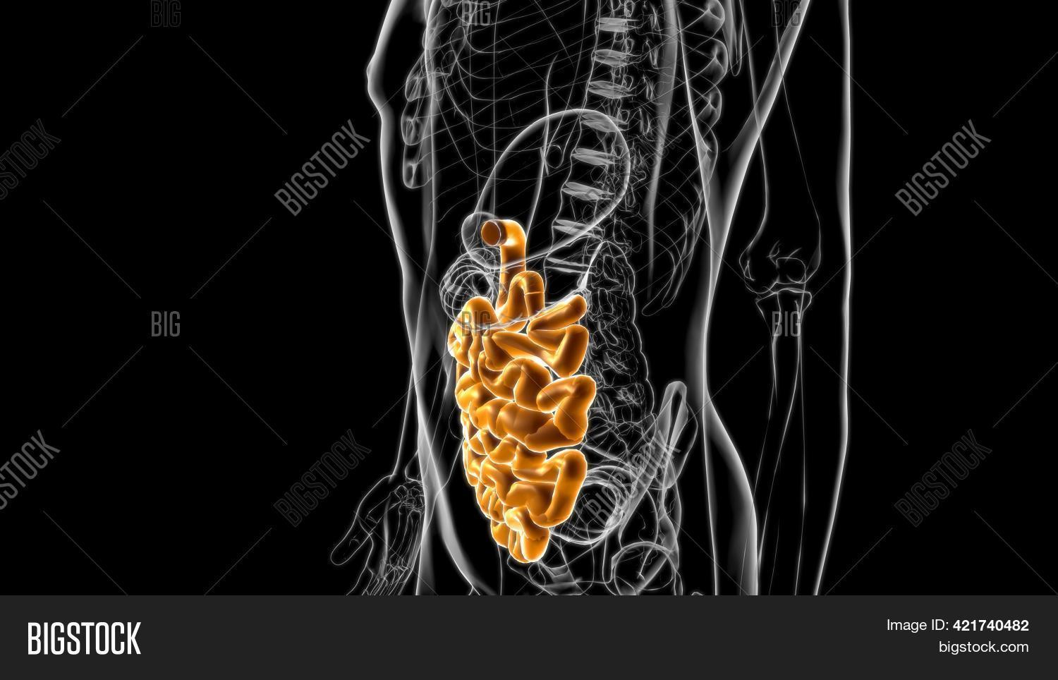 Small Intestine 3D Image & Photo (Free Trial) | Bigstock