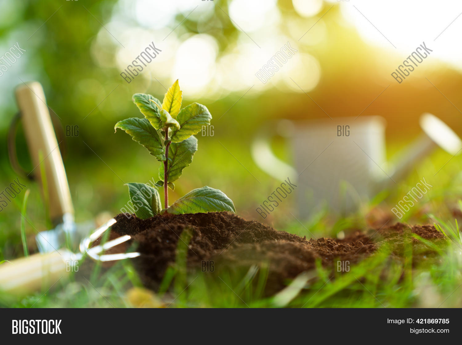 Green Plant Growing Image & Photo (Free Trial) | Bigstock