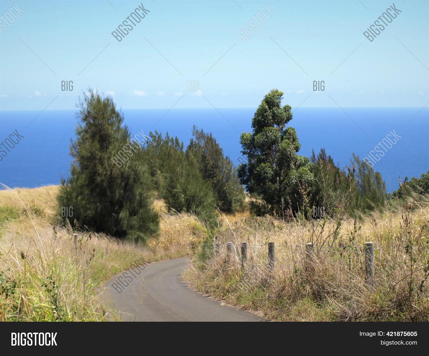 Cluster Trees Grassy Image & Photo (Free Trial) | Bigstock