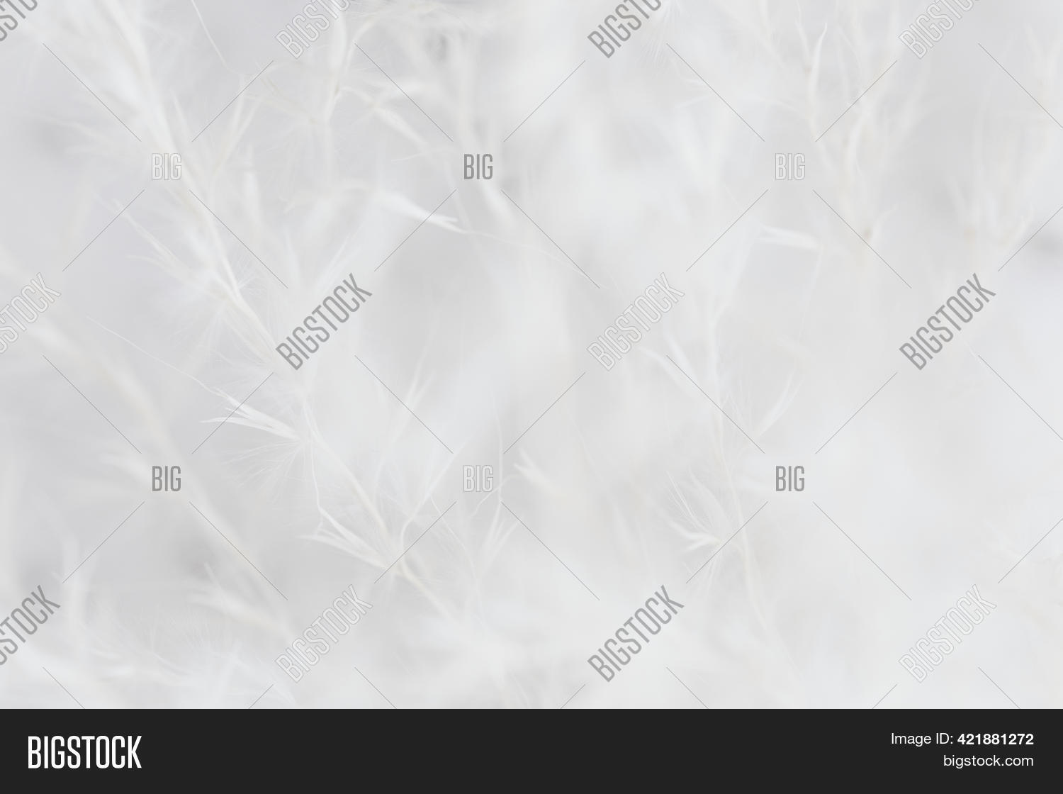 Dry Grass White Faded Image & Photo (Free Trial) | Bigstock