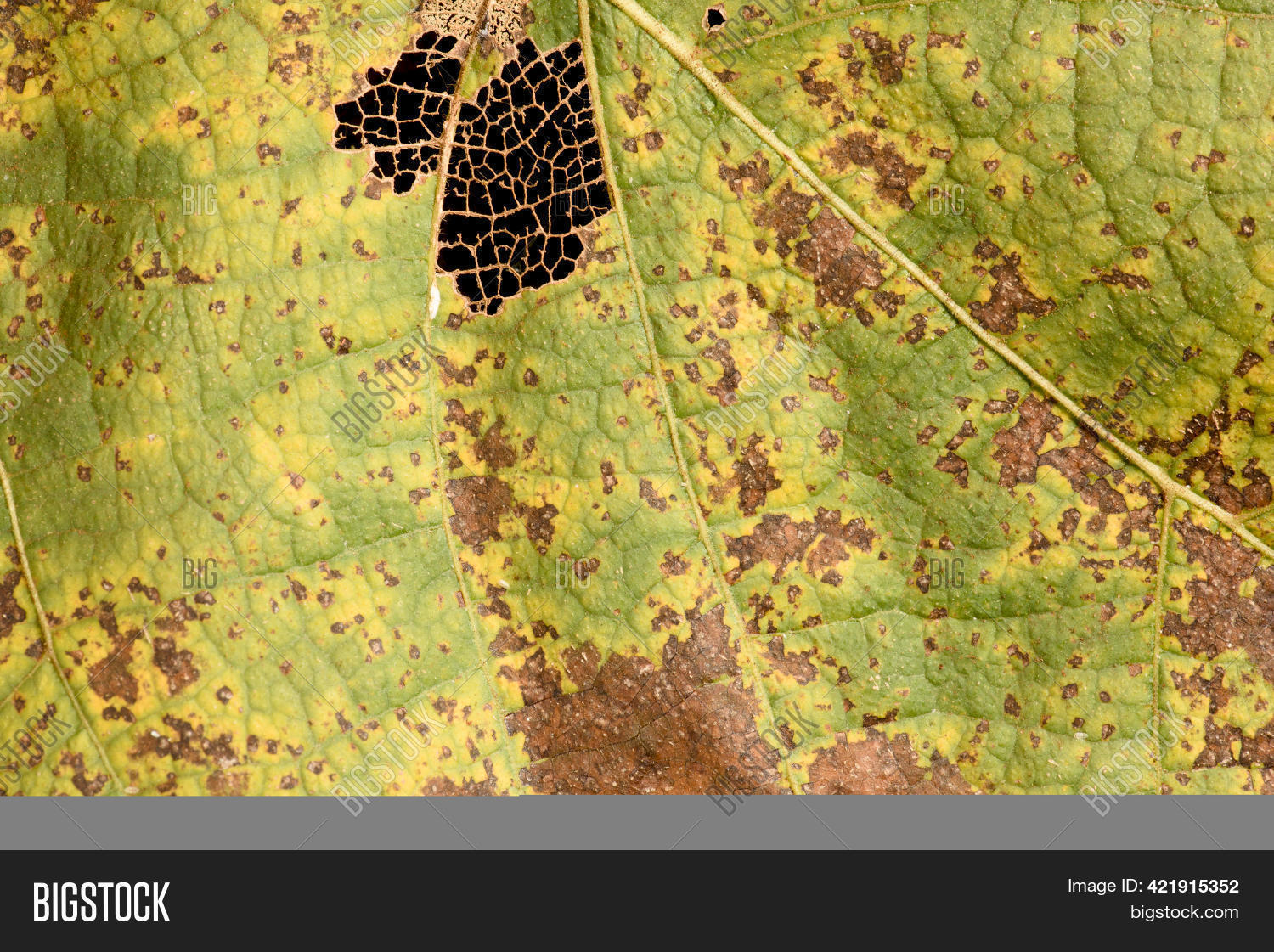 Leaf Closeup Showing Image & Photo (Free Trial) | Bigstock