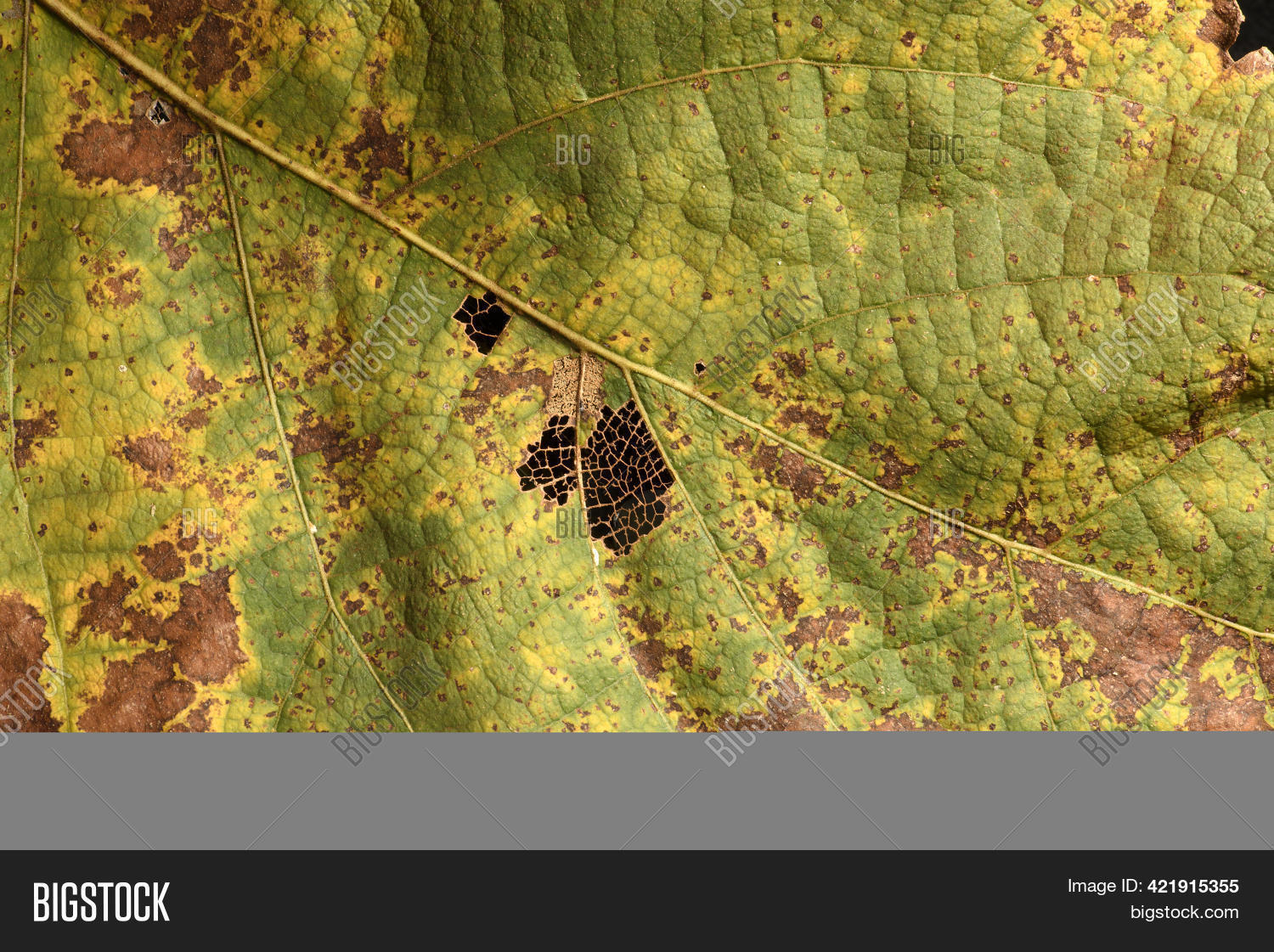 Leaf Closeup Showing Image & Photo (Free Trial) | Bigstock