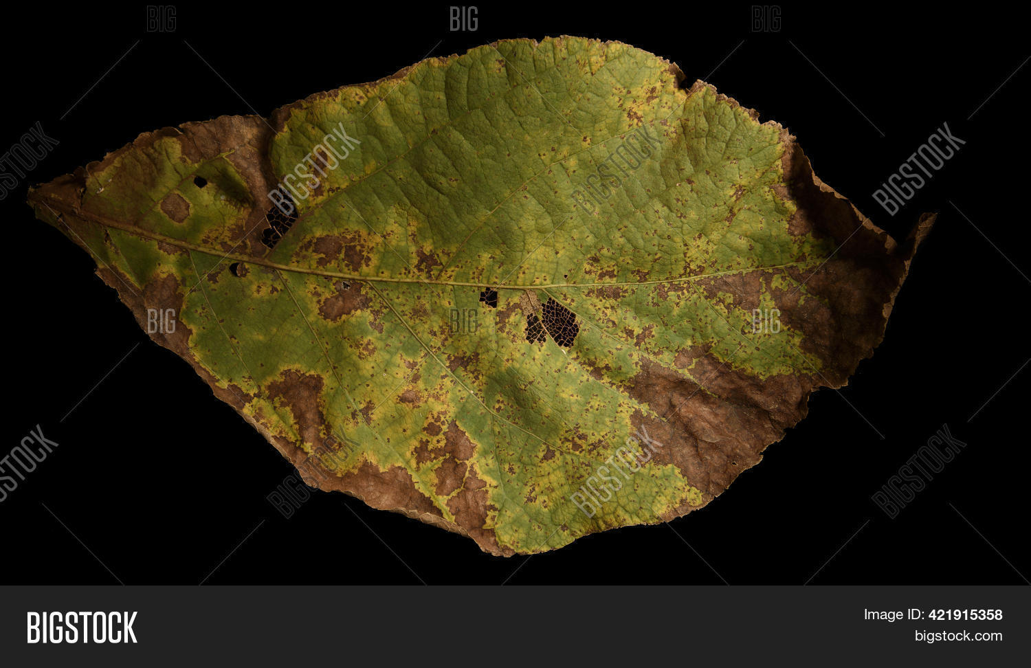 Leaf Closeup Showing Image & Photo (Free Trial) | Bigstock