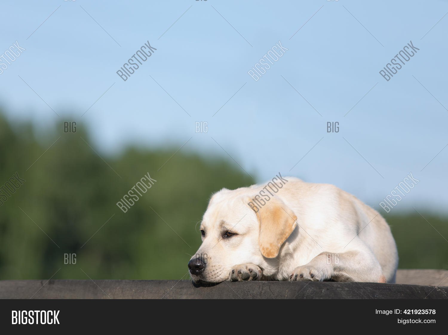 Sad Labrador Dog On Image & Photo (Free Trial) | Bigstock