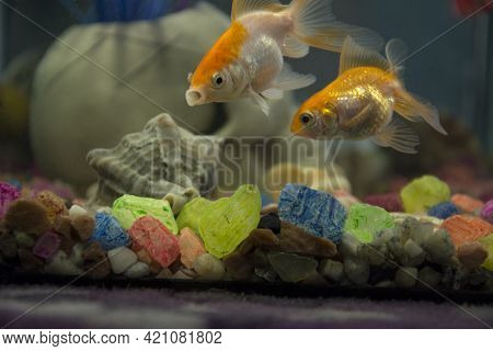 Fish Wide Open Mouth Image & Photo (Free Trial) | Bigstock