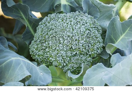 Broccoli Garden Image & Photo (Free Trial) | Bigstock
