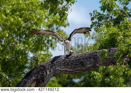 Osprey Eating Fish Image & Photo (Free Trial) | Bigstock