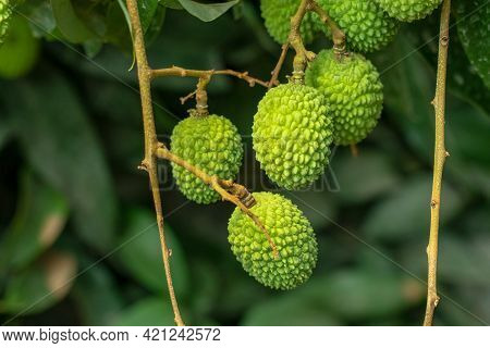 Green Litchi Lychee Image & Photo (Free Trial) | Bigstock